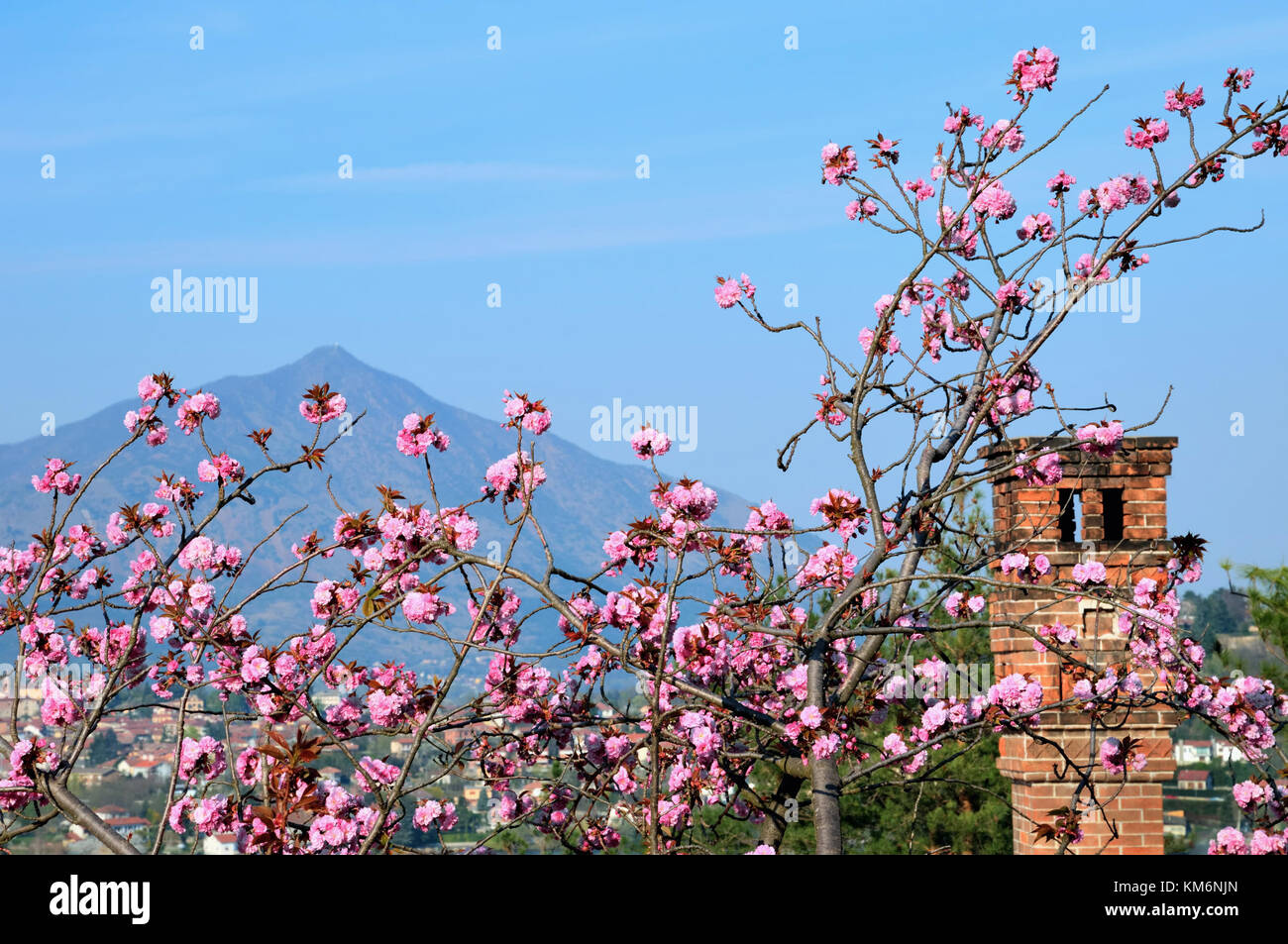 Spring flowers in Northern Italy Stock Photo - Alamy