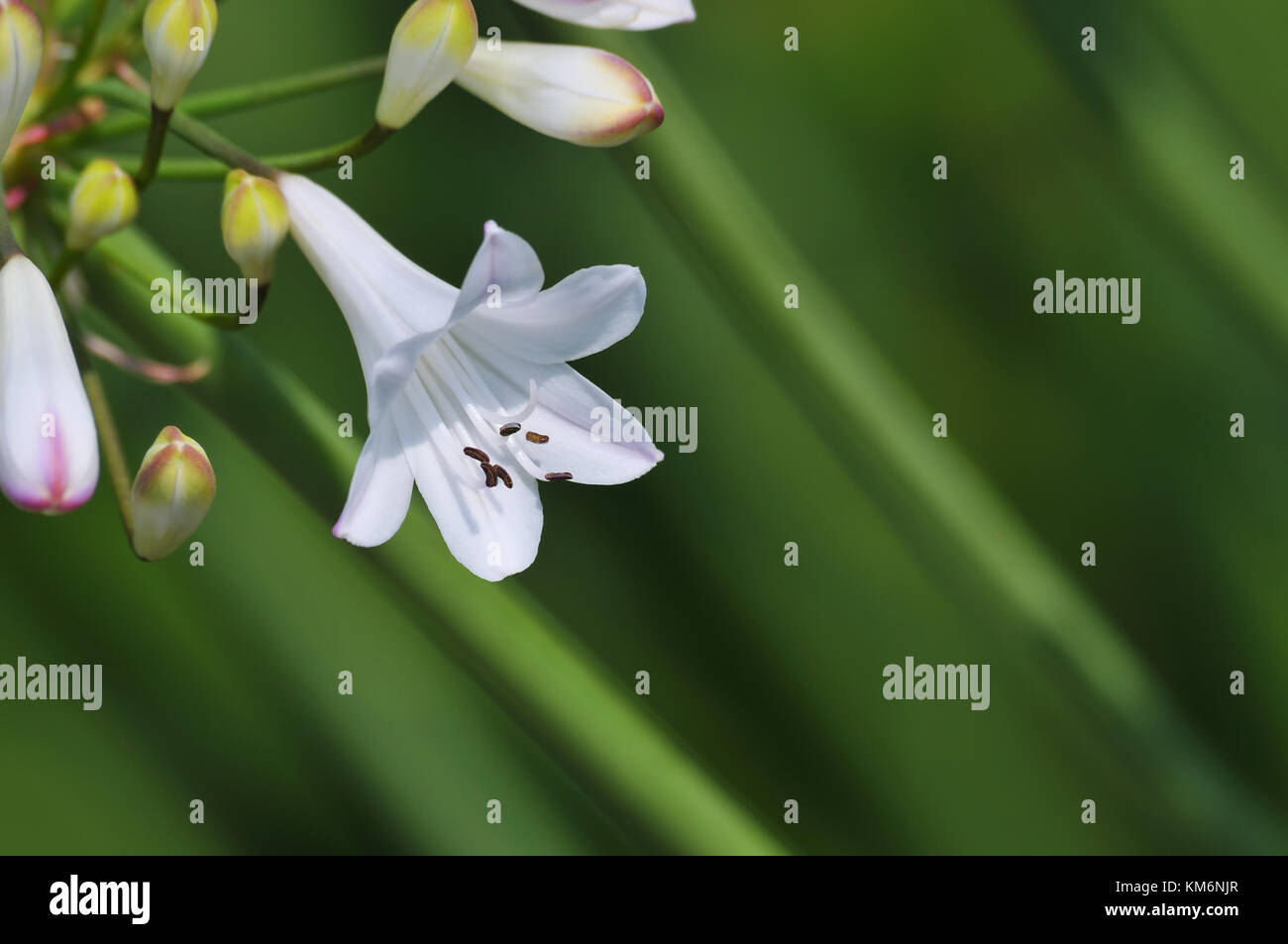 Lilia hi-res stock photography and images - Alamy