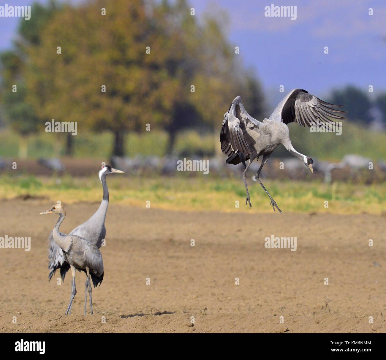 Dancing cranes in grass hi-res stock photography and images - Alamy