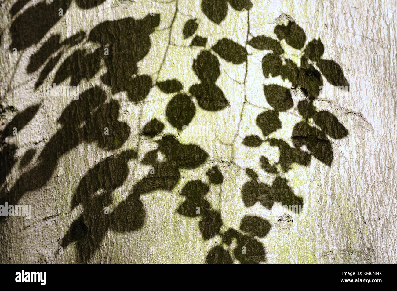 Shadows of a tree branch with leaves on its trunk Stock Photo - Alamy