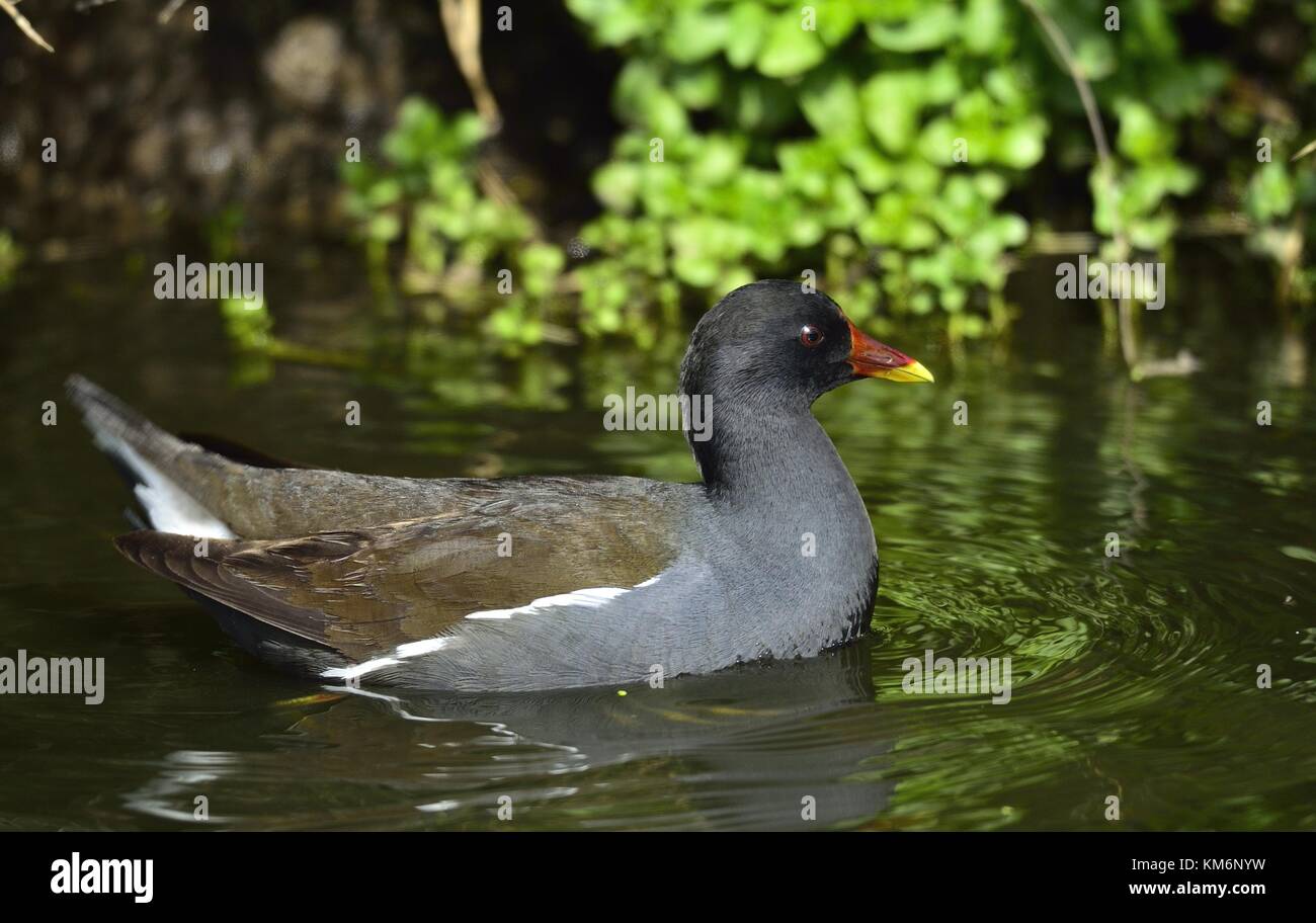 The common moorhen (Gallinula chloropus) (also known as the waterhen ...