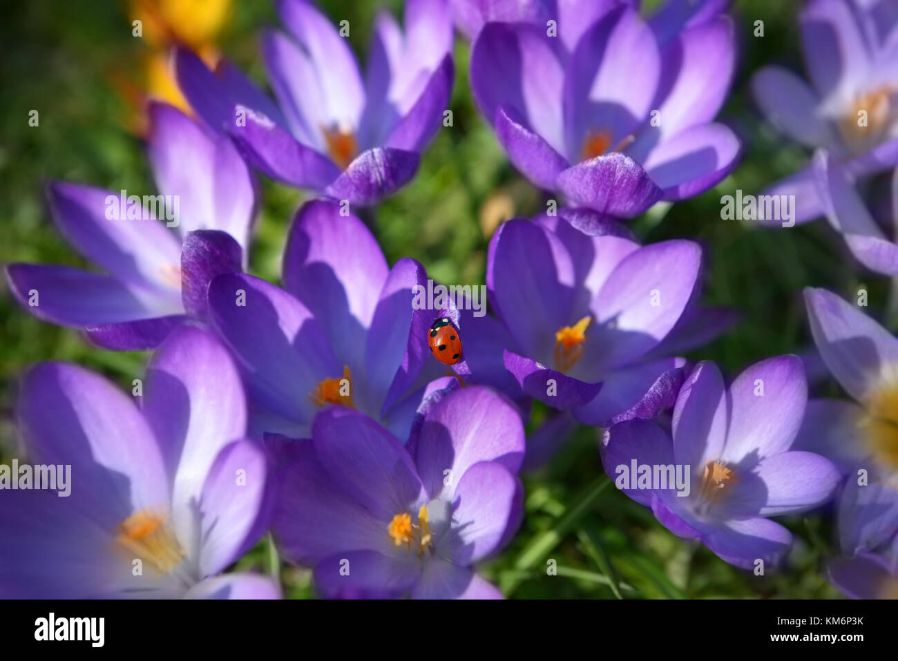 Violet crocuses and ladybug closeup Stock Photo - Alamy