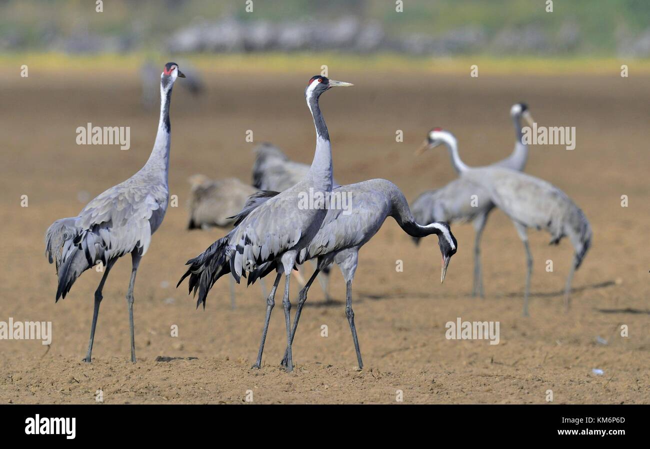 Cranes dancing in the field. The common crane (Grus grus), also known ...