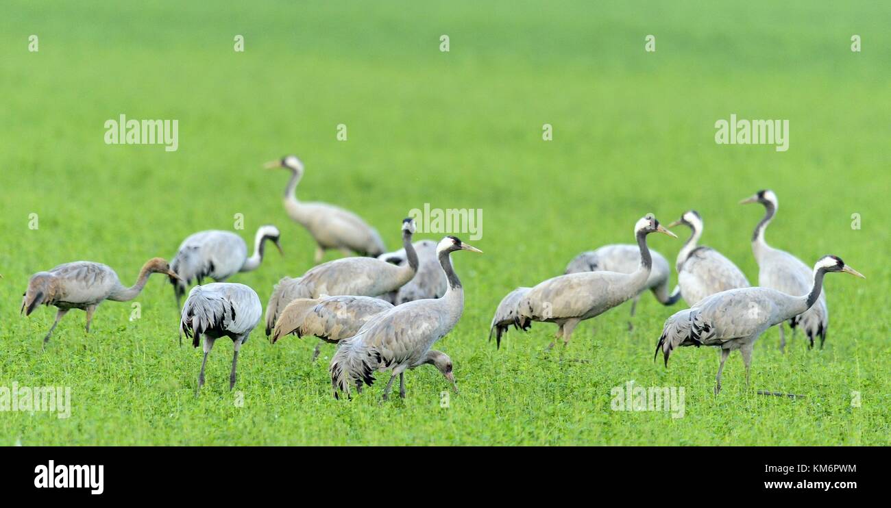 Cranes in a field foraging. Grey bird with long neck. Common Crane ...