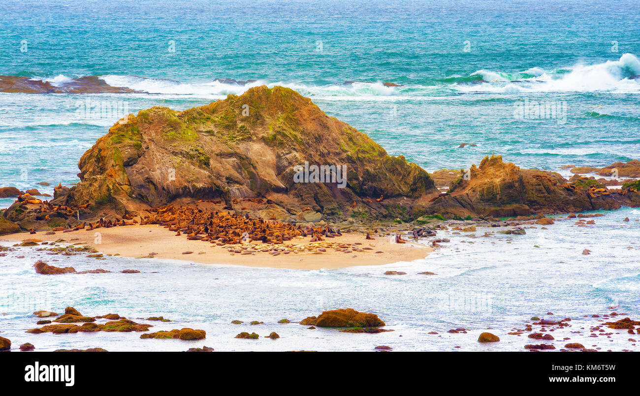Intertidal rocks along the Oregon Coastal beaches are a favorite ...