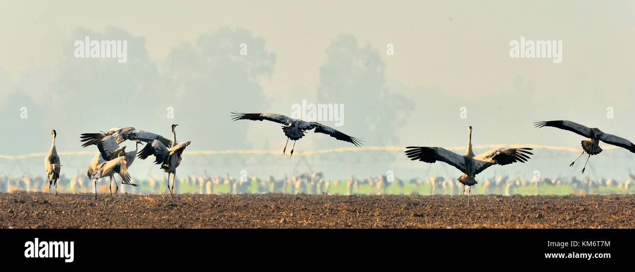 Cranes dancing in the field. The common crane (Grus grus), also known ...