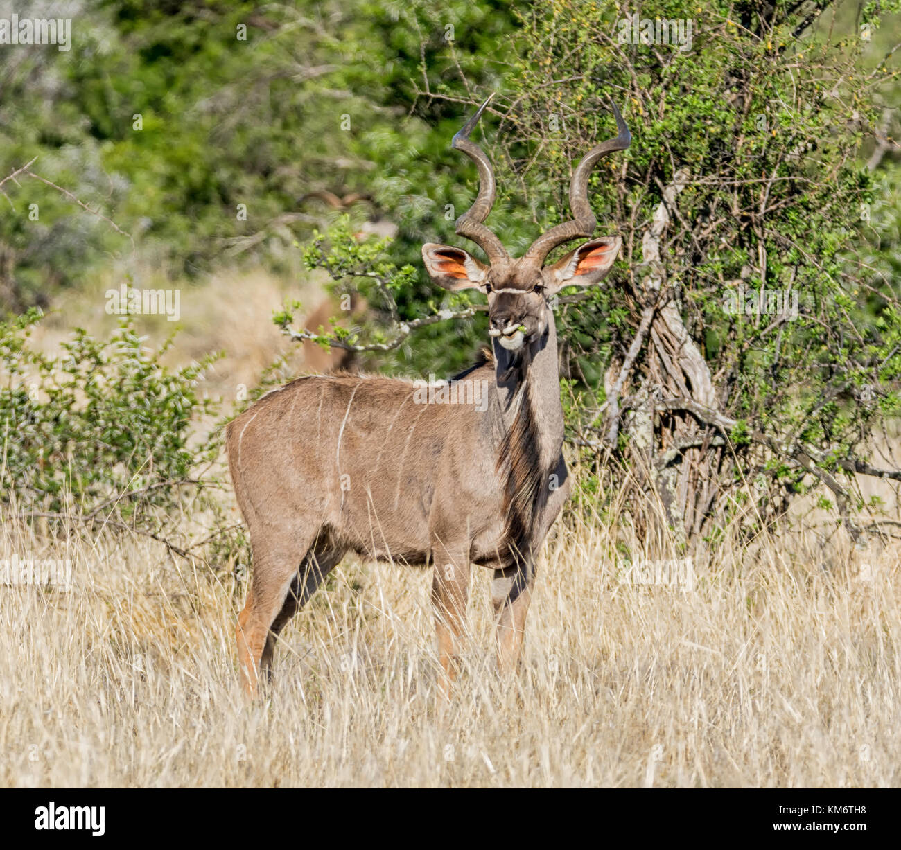A Kudu bull in Southern African savanna Stock Photo - Alamy