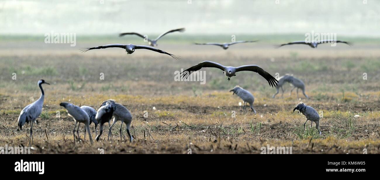 Long Beak Crane Bird High Resolution Stock Photography and Images - Alamy