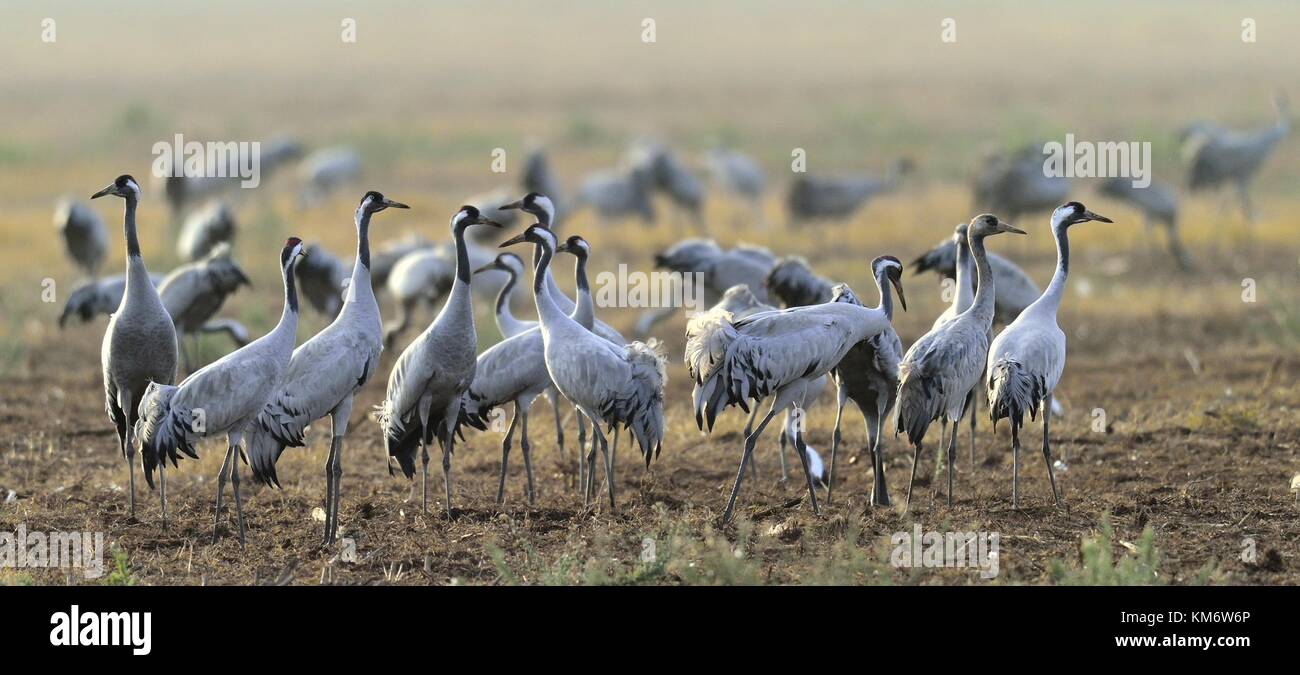 Cranes in a field foraging. Grey bird with long neck. Common Crane ...
