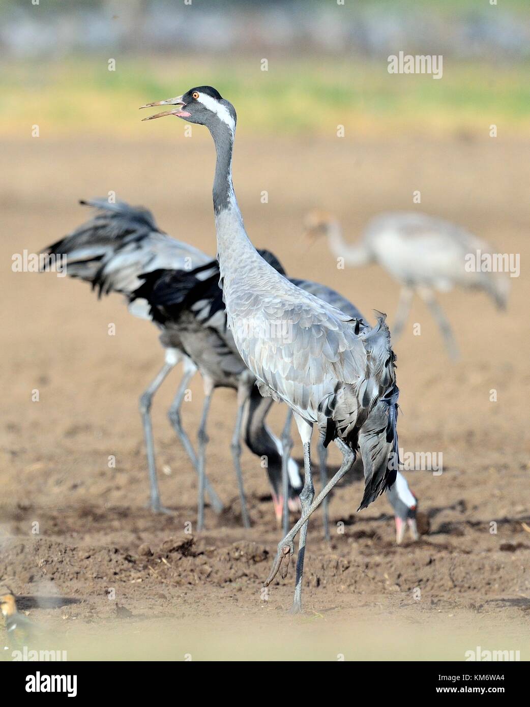 Cranes in a field foraging. Grey bird with long neck. Common Crane ...