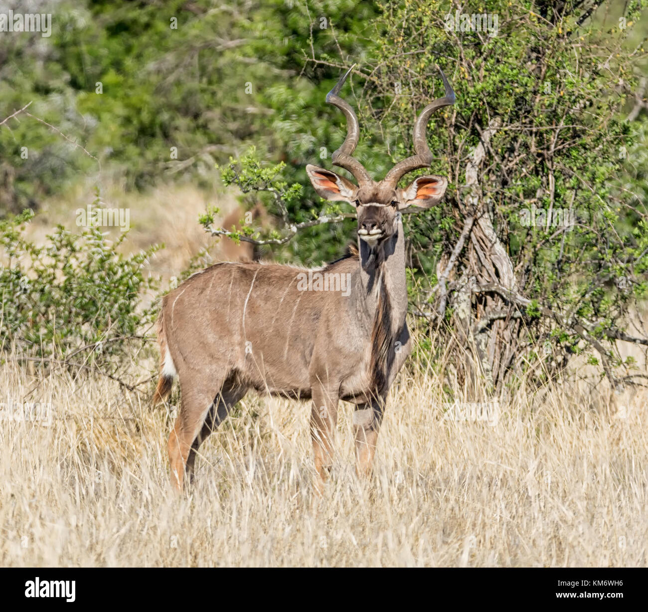A Kudu bull in Southern African savanna Stock Photo - Alamy