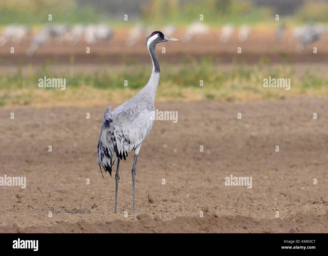 Cranes in a field foraging. Grey bird with long neck. Common Crane ...