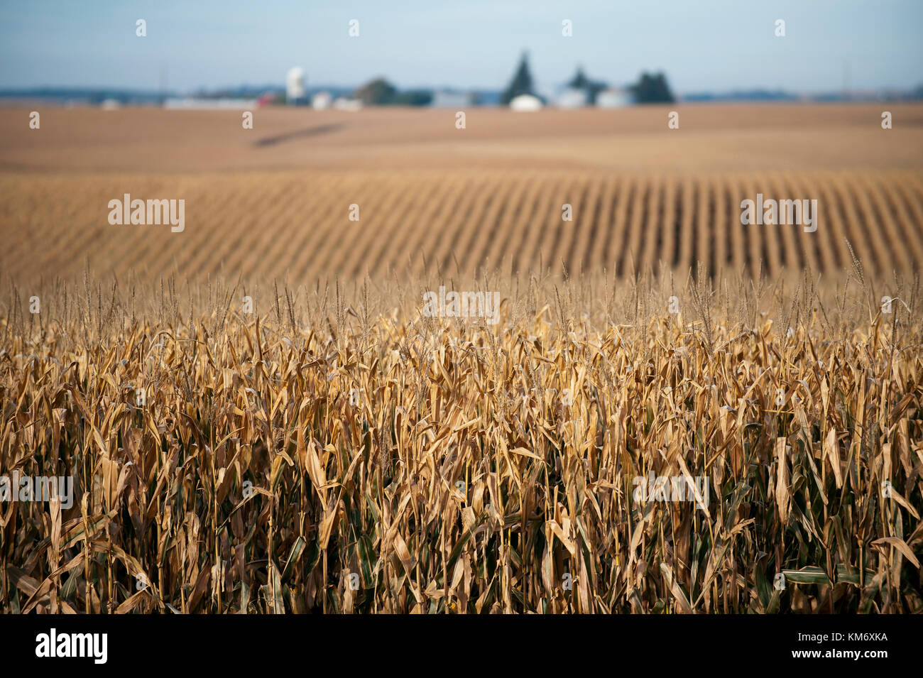 Scenic corn fields hi-res stock photography and images - Alamy