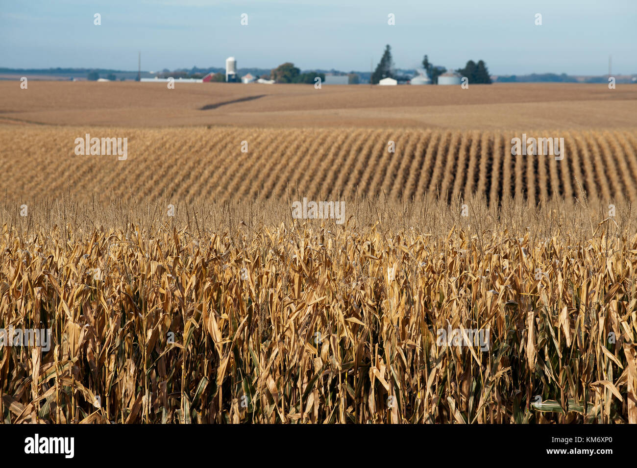 Scenic corn fields hi-res stock photography and images - Alamy