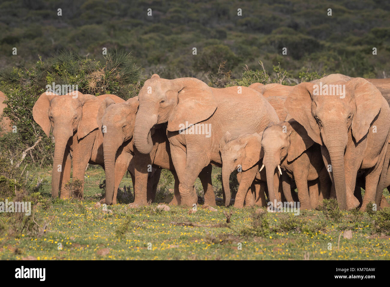 horizontal composition of a large family group of african elephants at ...