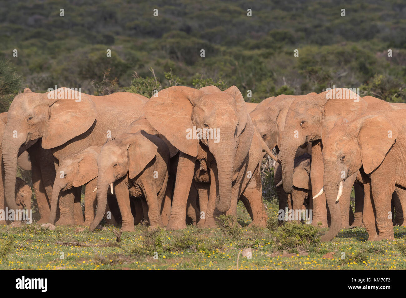 horizontal composition of a large family group of african elephants at ...