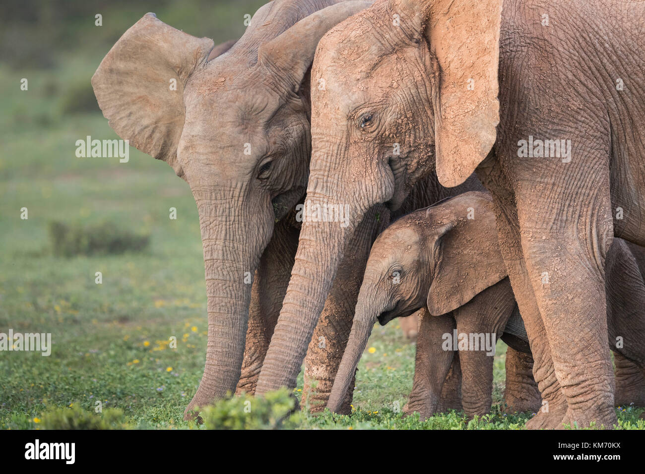 Three elephants nestled together sniff the same patch of spring grass ...