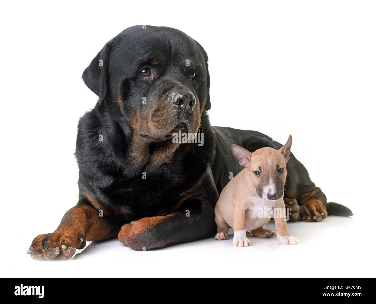 miniature bull terrier and rottweiler in front of white background ...