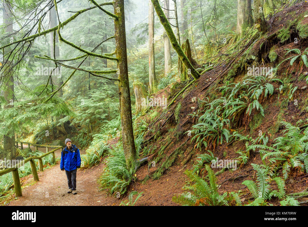 Forest trail capilano river hi-res stock photography and images - Alamy