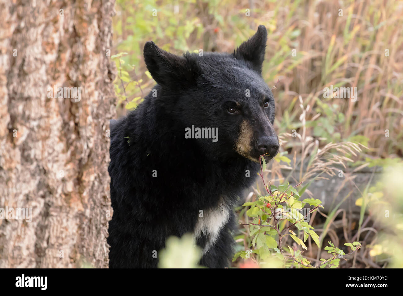 Black Bear (Ursus americanus) with chest blaze feeding on berries in ...