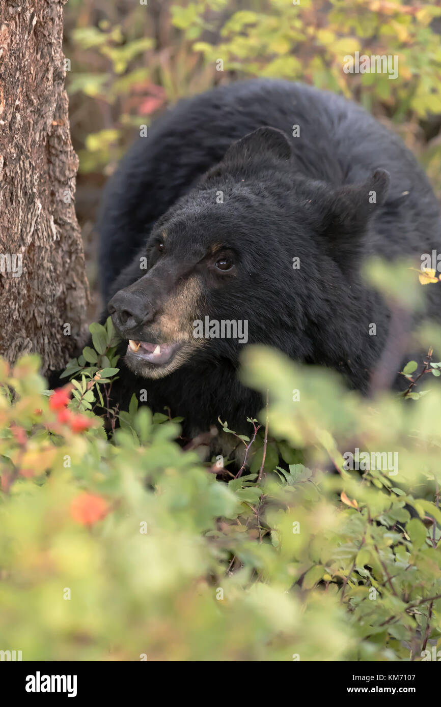 Black Bear (Ursus americanus) with chest blaze feeding on berries in ...