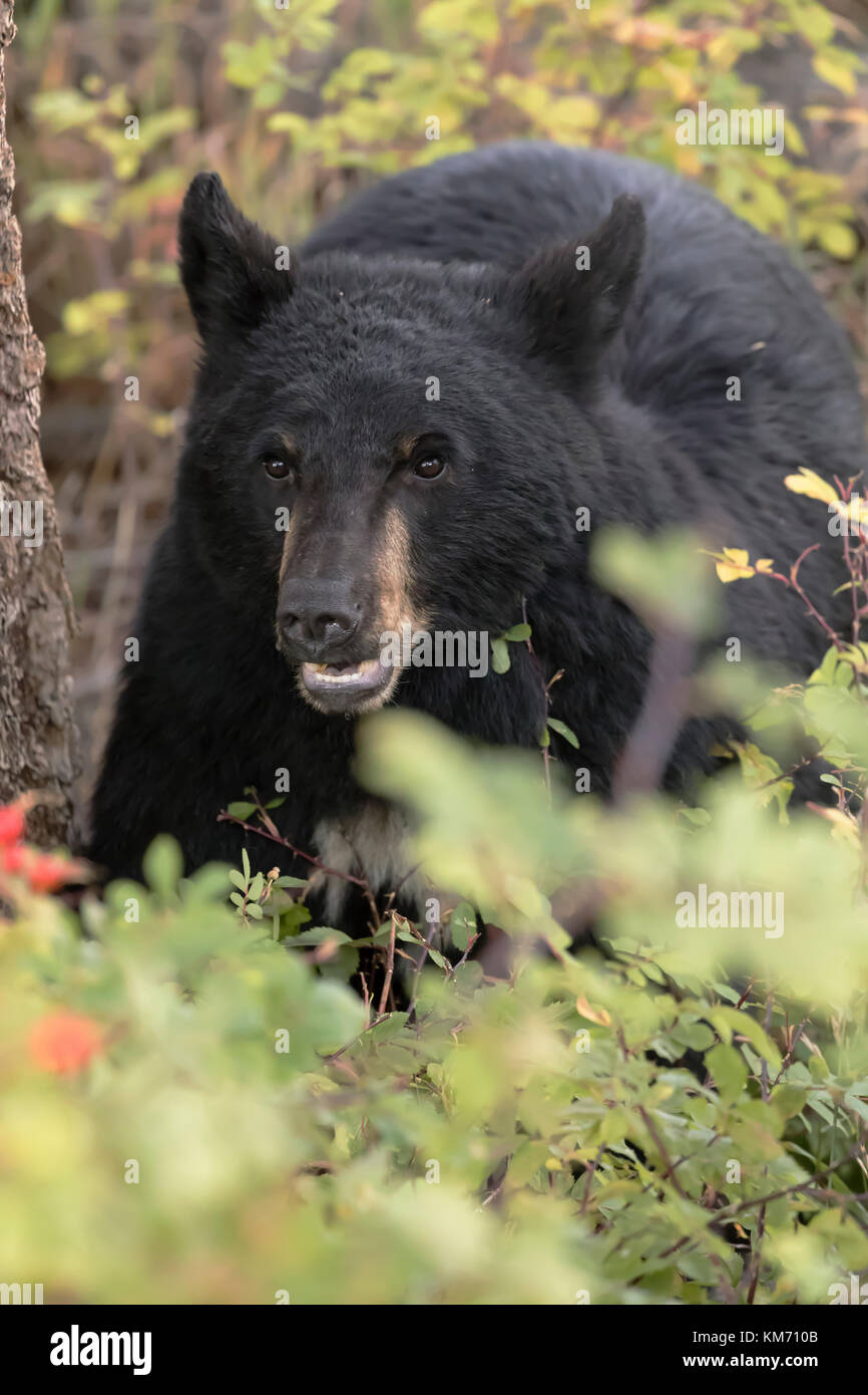 Bear chest hi-res stock photography and images - Alamy