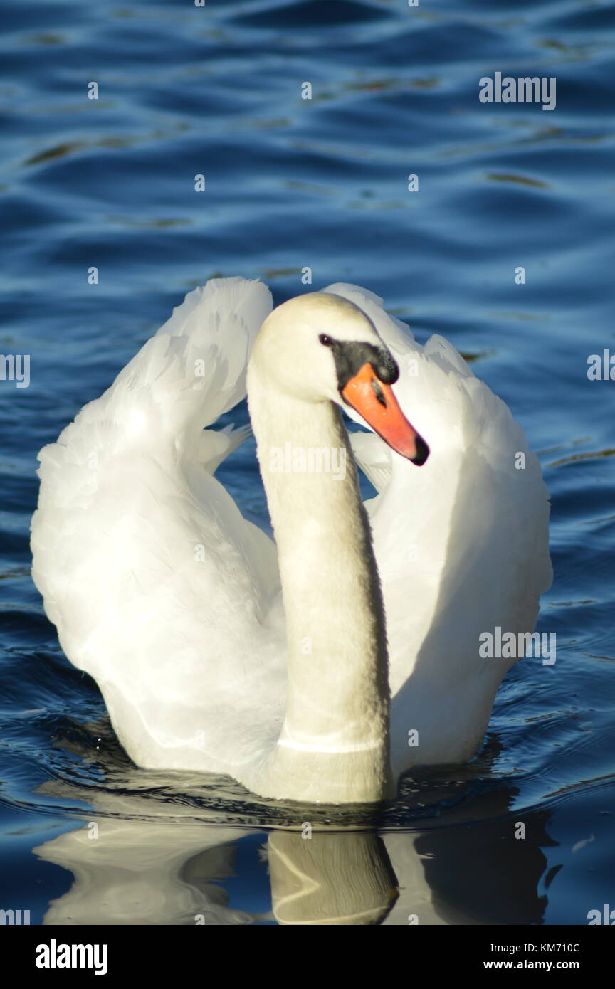 forward facing swan swimming on the lake Stock Photo - Alamy