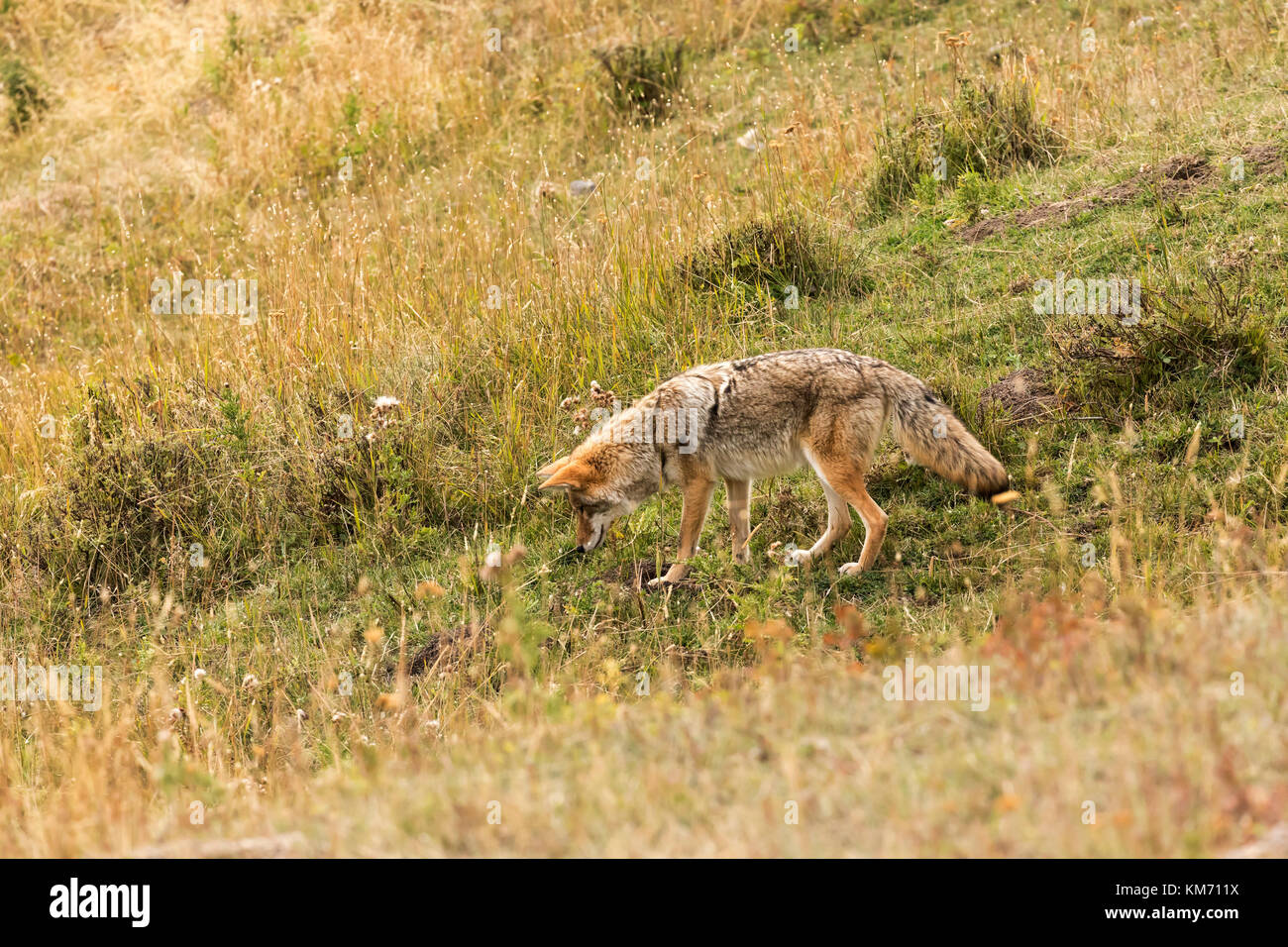 Coyotes Hunting Prey