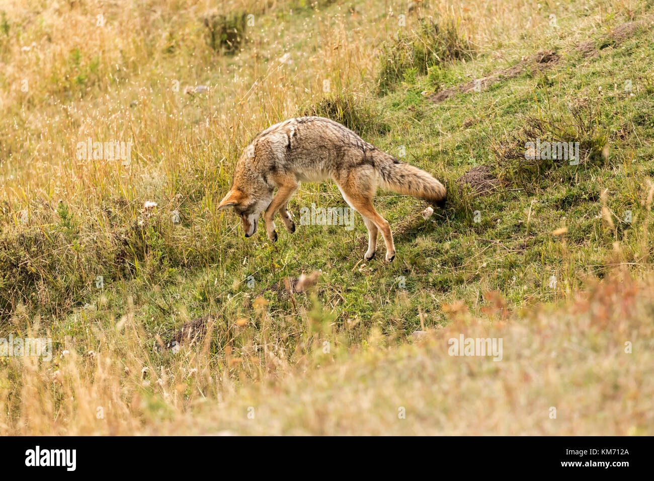 Animal pouncing prey hi-res stock photography and images - Alamy