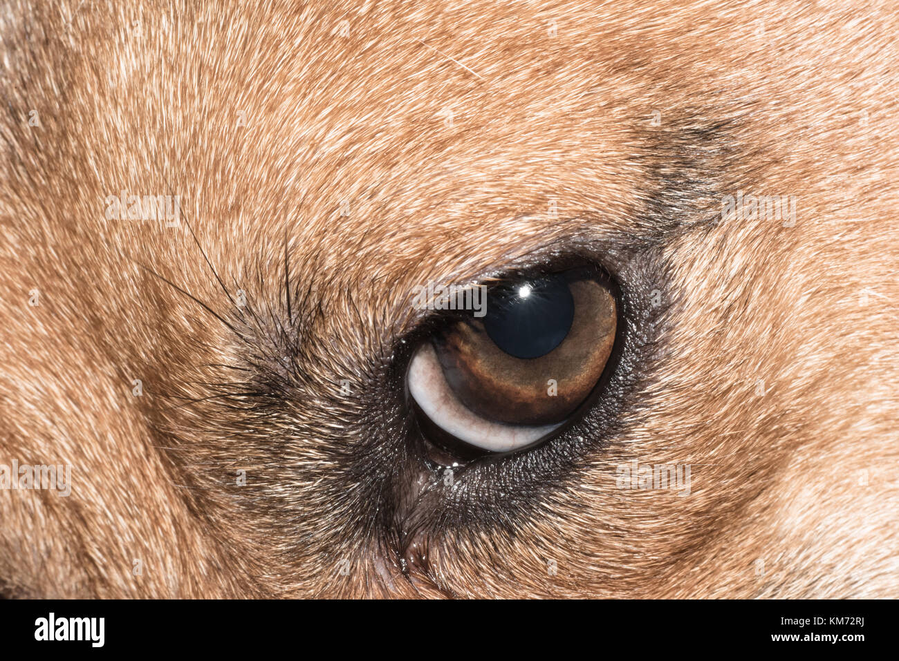 Labrador malinois hi-res stock photography and images - Alamy