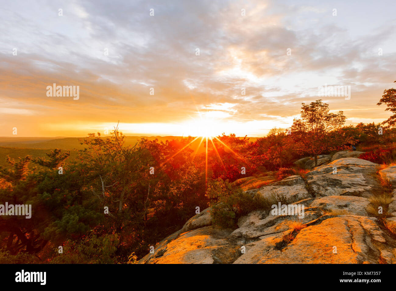 Beautiful forest landscape Stock Photo - Alamy