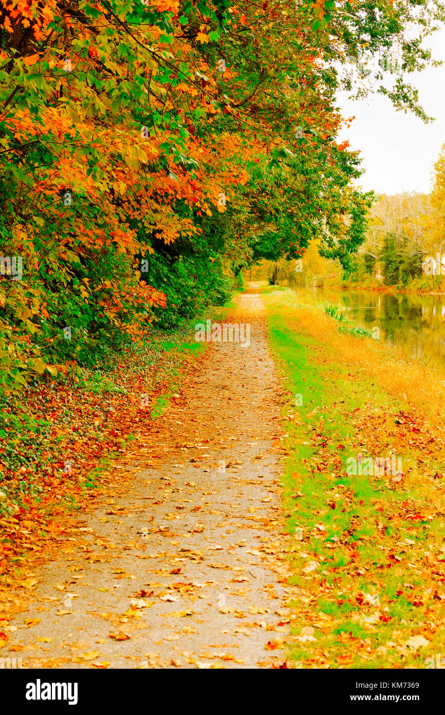 Beautiful forest landscape Stock Photo - Alamy