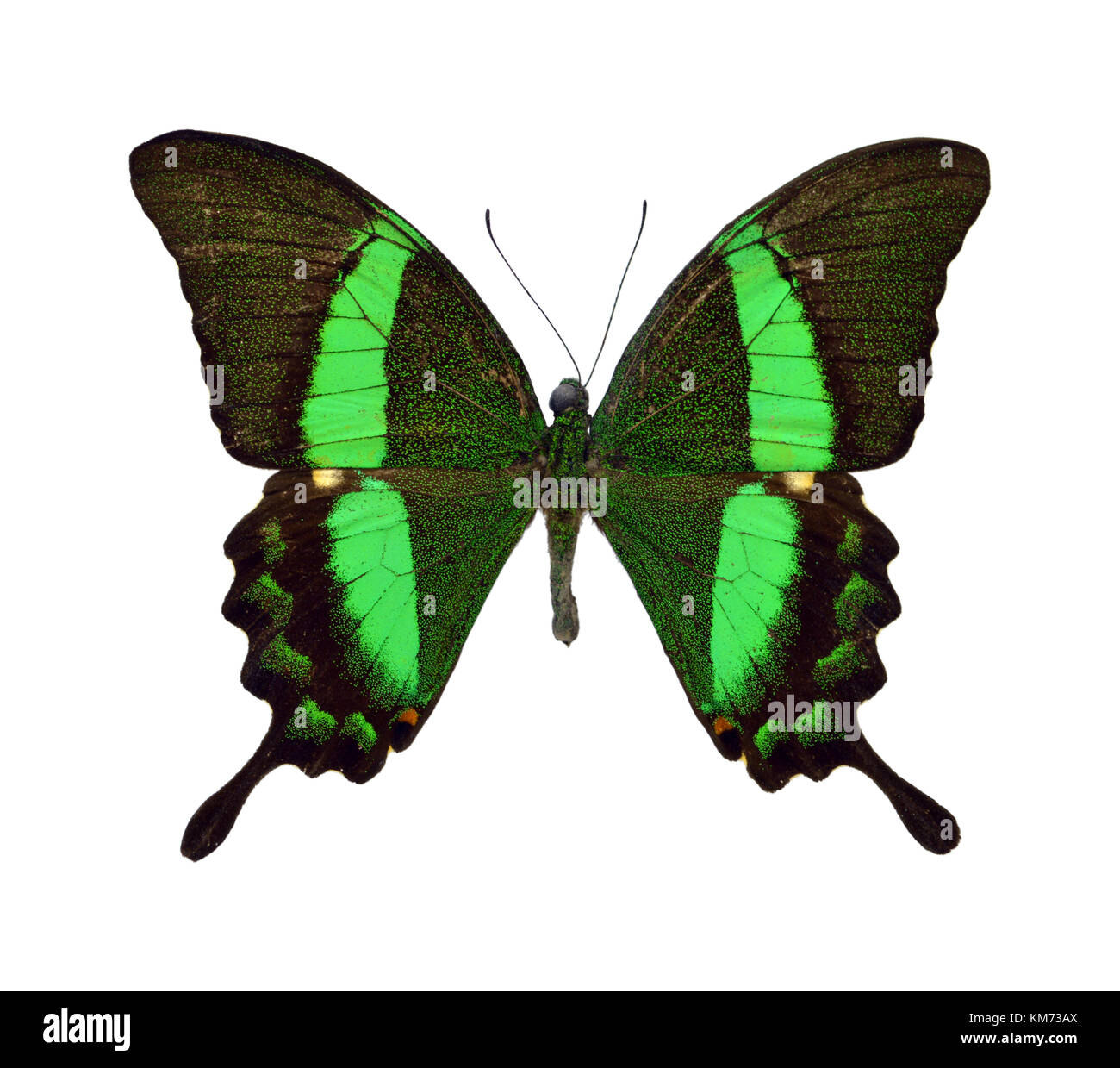 Beautiful colorful Papilio Palinurus butterfly isolated on white ...