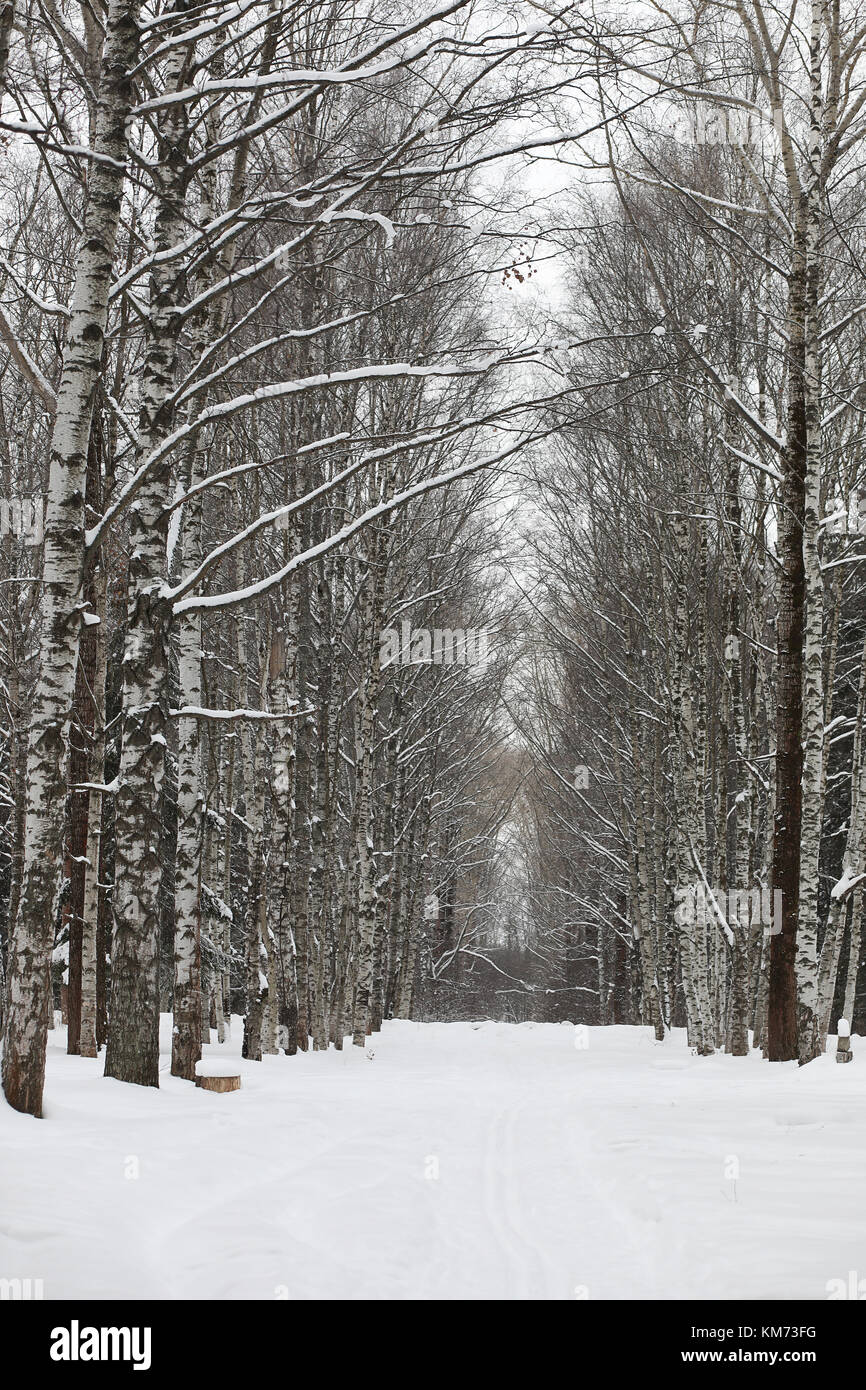 Winter snowy day in a beautiful forest Stock Photo - Alamy