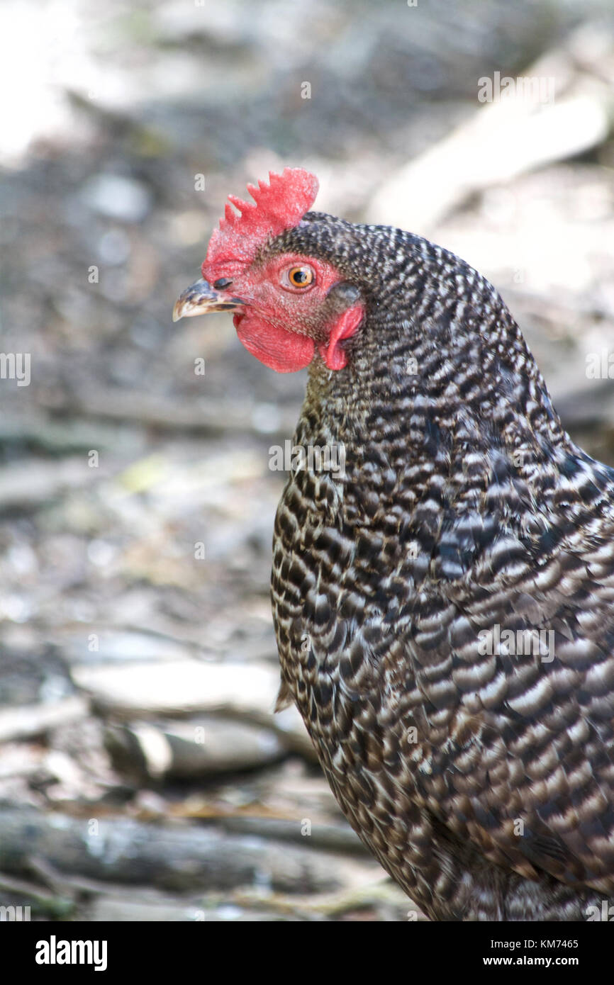 Jungle hen hi-res stock photography and images - Alamy
