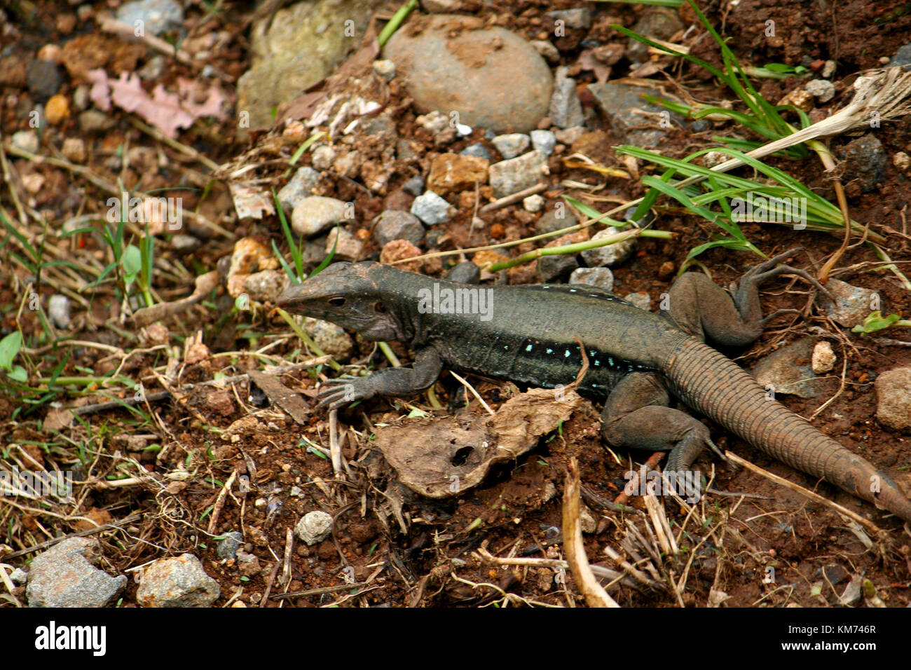 Dominican ground lizard (Ameiva fuscata Stock Photo - Alamy