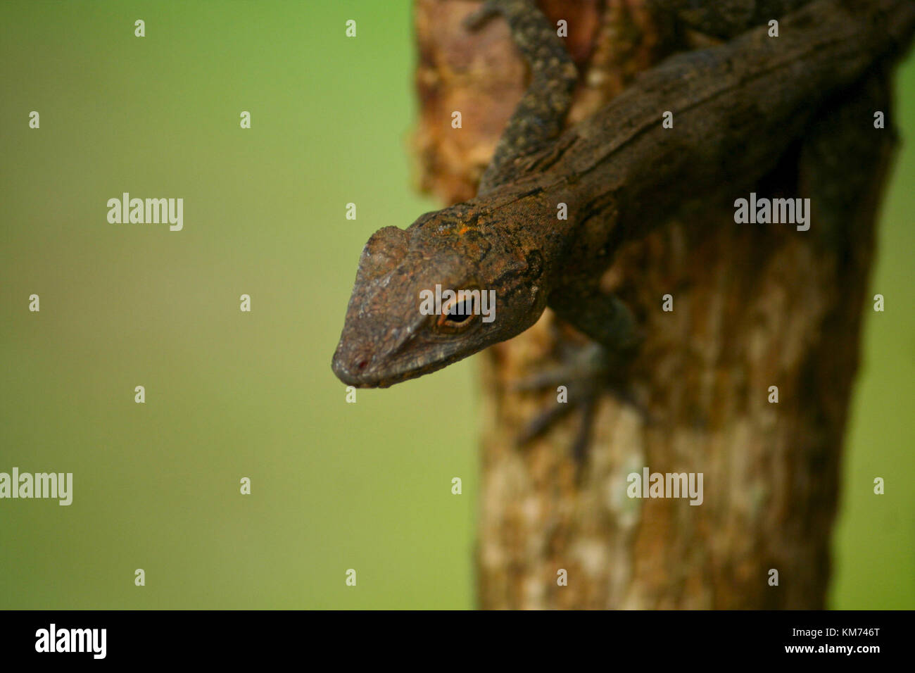 The dominica anole hi-res stock photography and images - Alamy