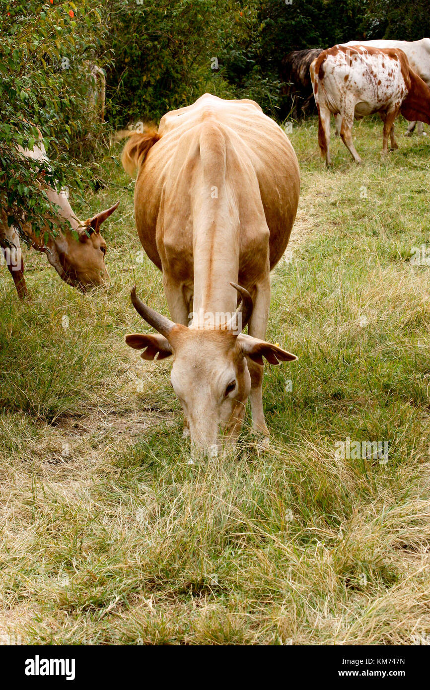 Masai cattle hi-res stock photography and images - Alamy