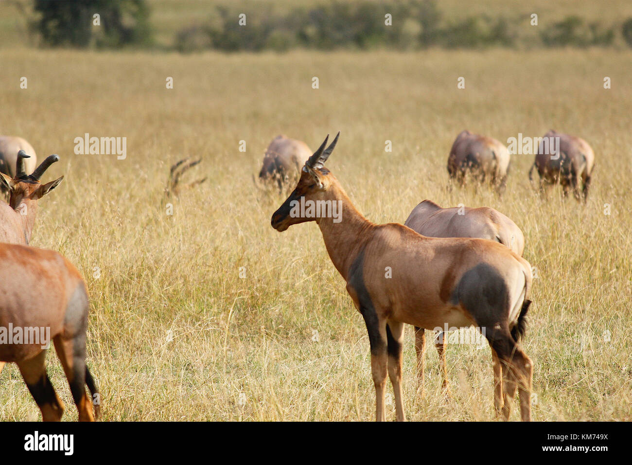 Antelope topi damaliscus lunatus hi-res stock photography and images ...
