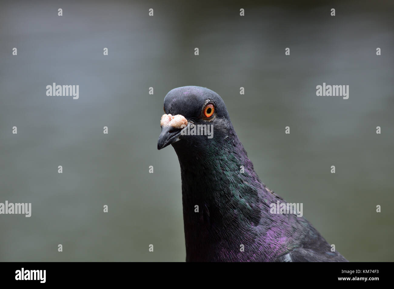 Blue Australian Bird High Resolution Stock Photography and Images - Alamy