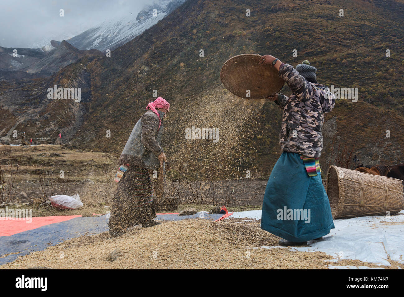 Harvest season in Samdo on the Manaslu Circuit Trek, Nepal Stock Photo ...