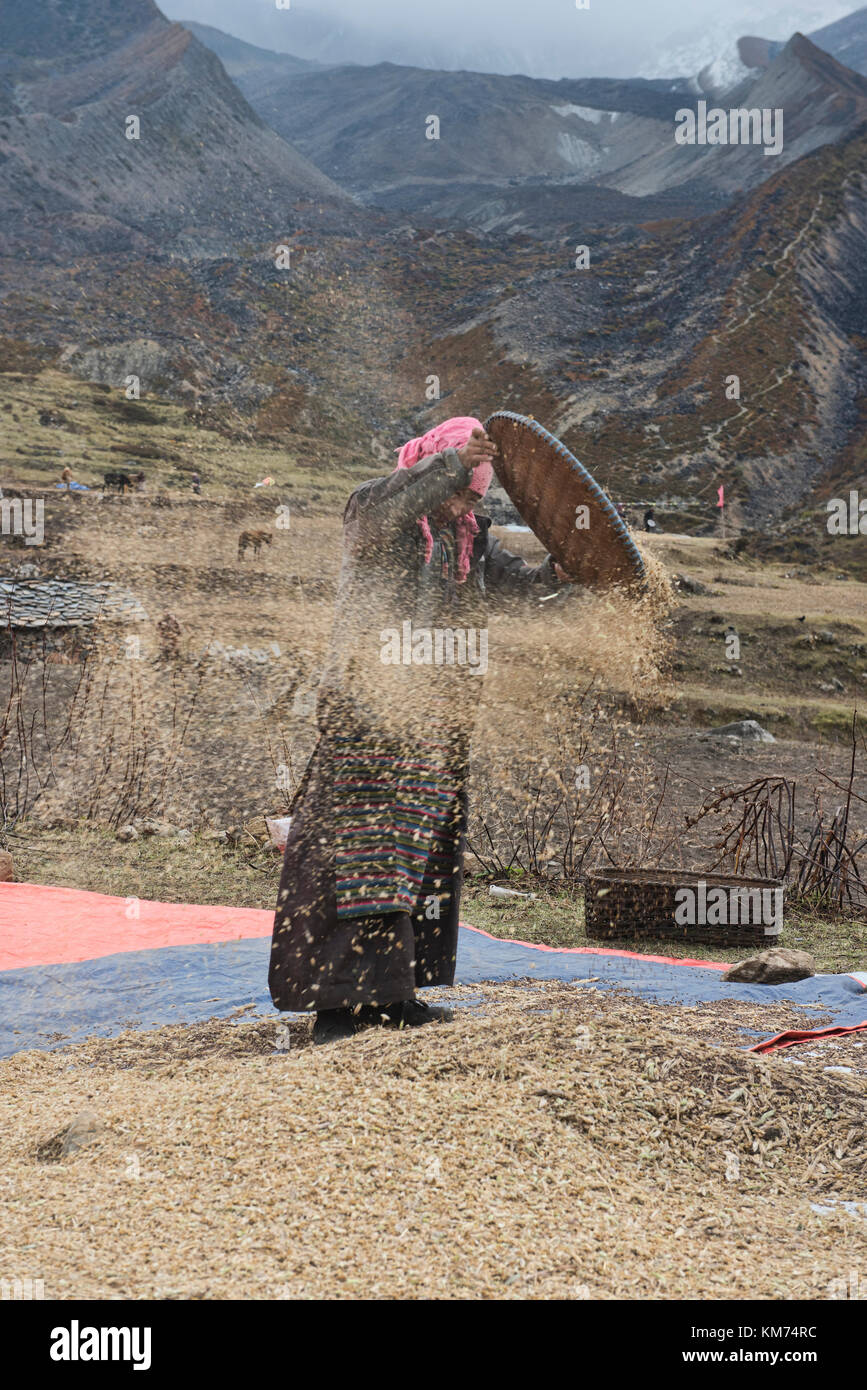 Harvest season in Samdo on the Manaslu Circuit Trek, Nepal Stock Photo ...