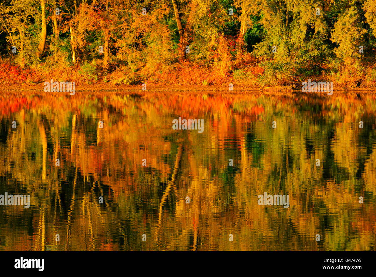 Fall landscape with the forest lake Stock Photo - Alamy