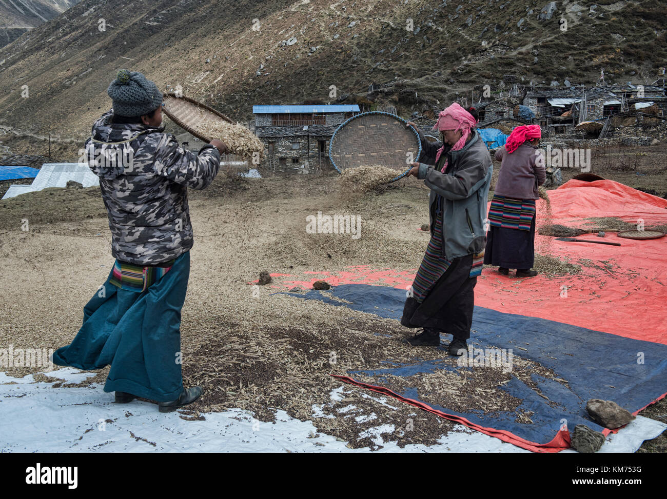 Harvest season in Samdo on the Manaslu Circuit Trek, Nepal Stock Photo ...