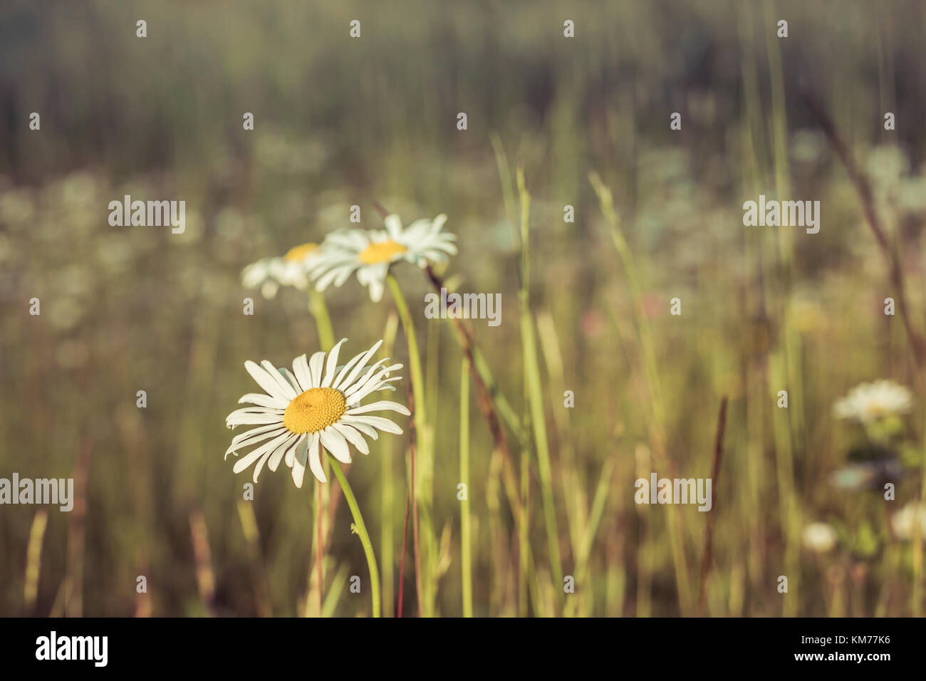 Daisies in Field Stock Photo - Alamy