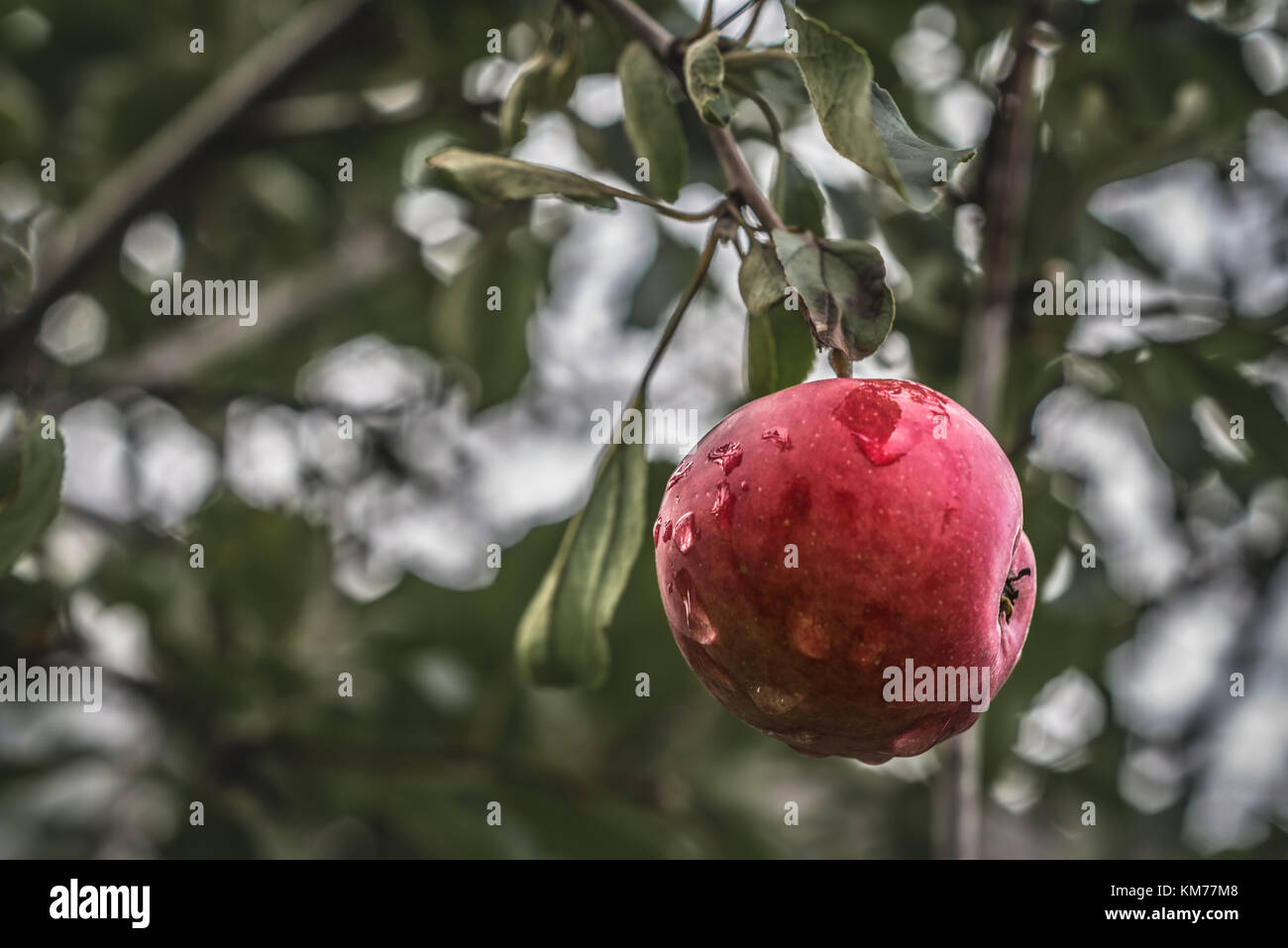 Organic Apple on Tree After Rain Stock Photo - Alamy