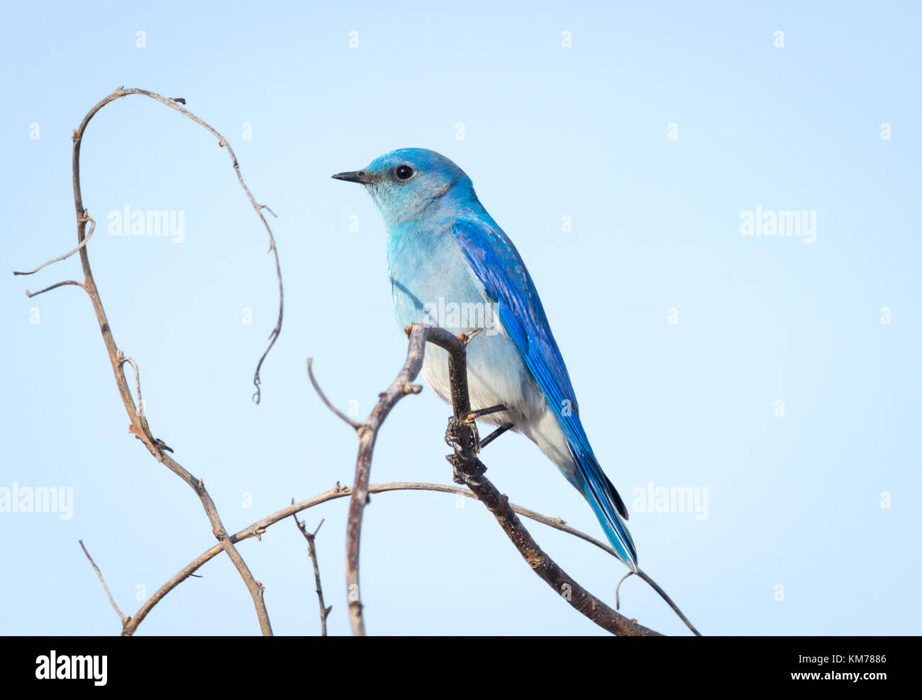 A male Mountain bluebird (Sialia currucoides), in breeding plumage ...