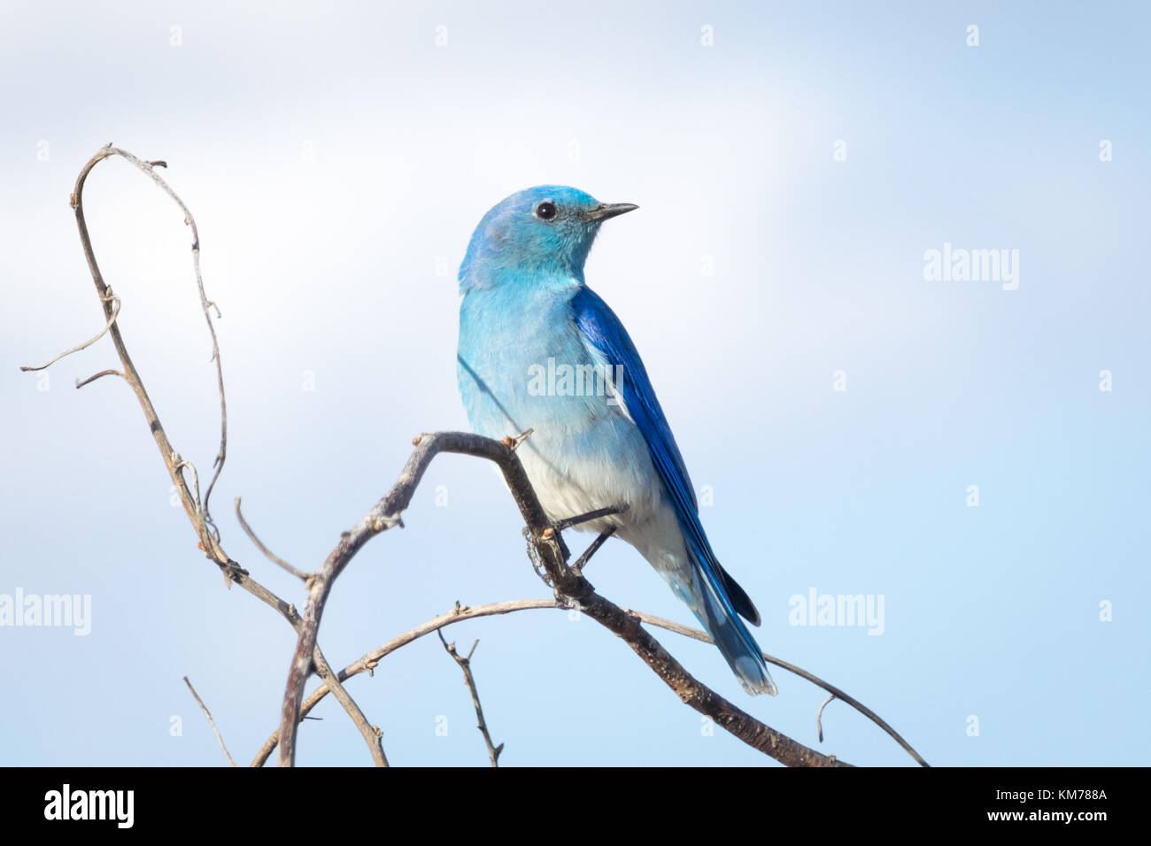 A male Mountain bluebird (Sialia currucoides), in breeding plumage ...