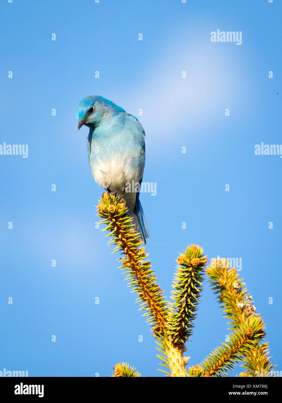 A male Mountain bluebird (Sialia currucoides), in breeding plumage ...