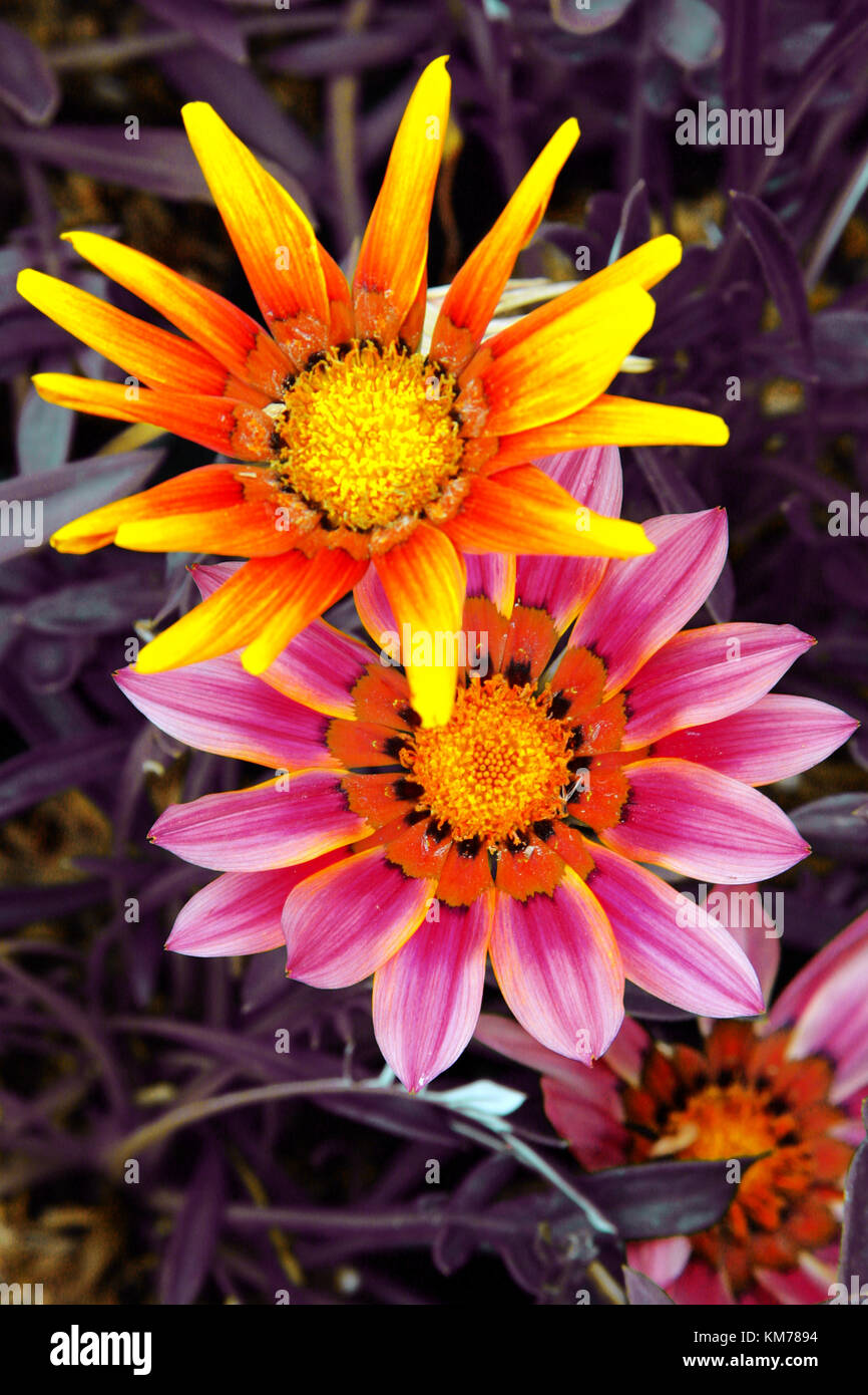Colourfull of Lotus Stock Photo - Alamy